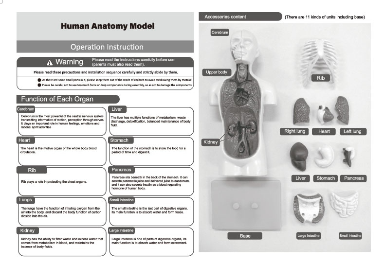 Human Body Anatomy Skeleton & Organ DIY Assembly STEM STEAM Science ...