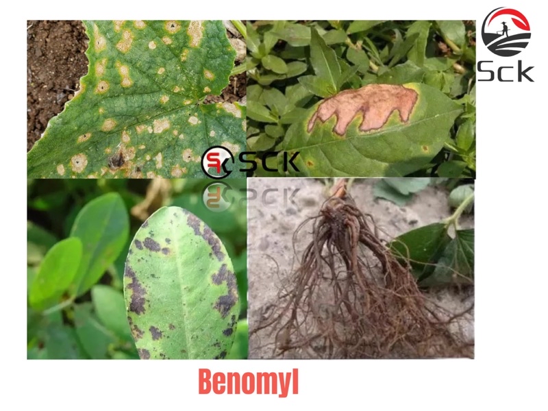 Benex 500gm/Imaspro Benomyl 50%Kulat karah Bintik Daun Antraknos ...