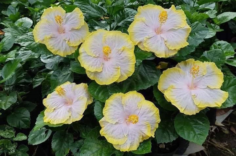 Anak Pokok Bunga Raya/Hibiscus Hibrid/Hybrid Impot Season 6 | Shopee ...