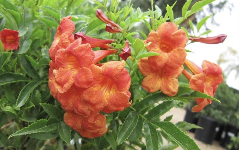 (GG real plant) cyananthus flavus bunga kuning ^ tecoma stans orange ...