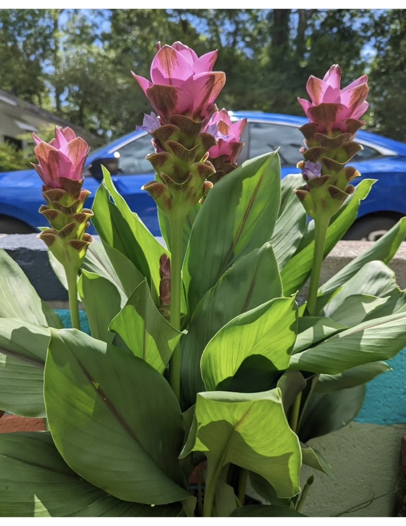 (GG real plant) curcuma alismatifolia ^ pink flowr Siam tulip thailand ...