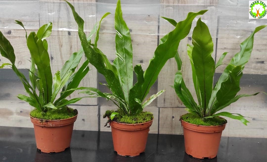 INDOOR PLANT-Asplenium varieties Crispy Wave火焰/ Antiquum 展叶/Crissie ...