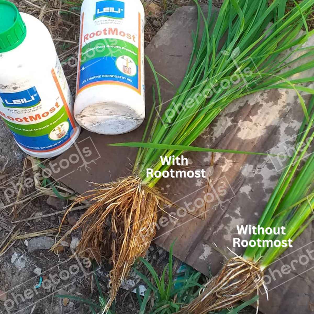 Pherotools LEILI 250ML RootMost Seaweed Fertilizer Stronger & Root Growth Promoter to Overc ...