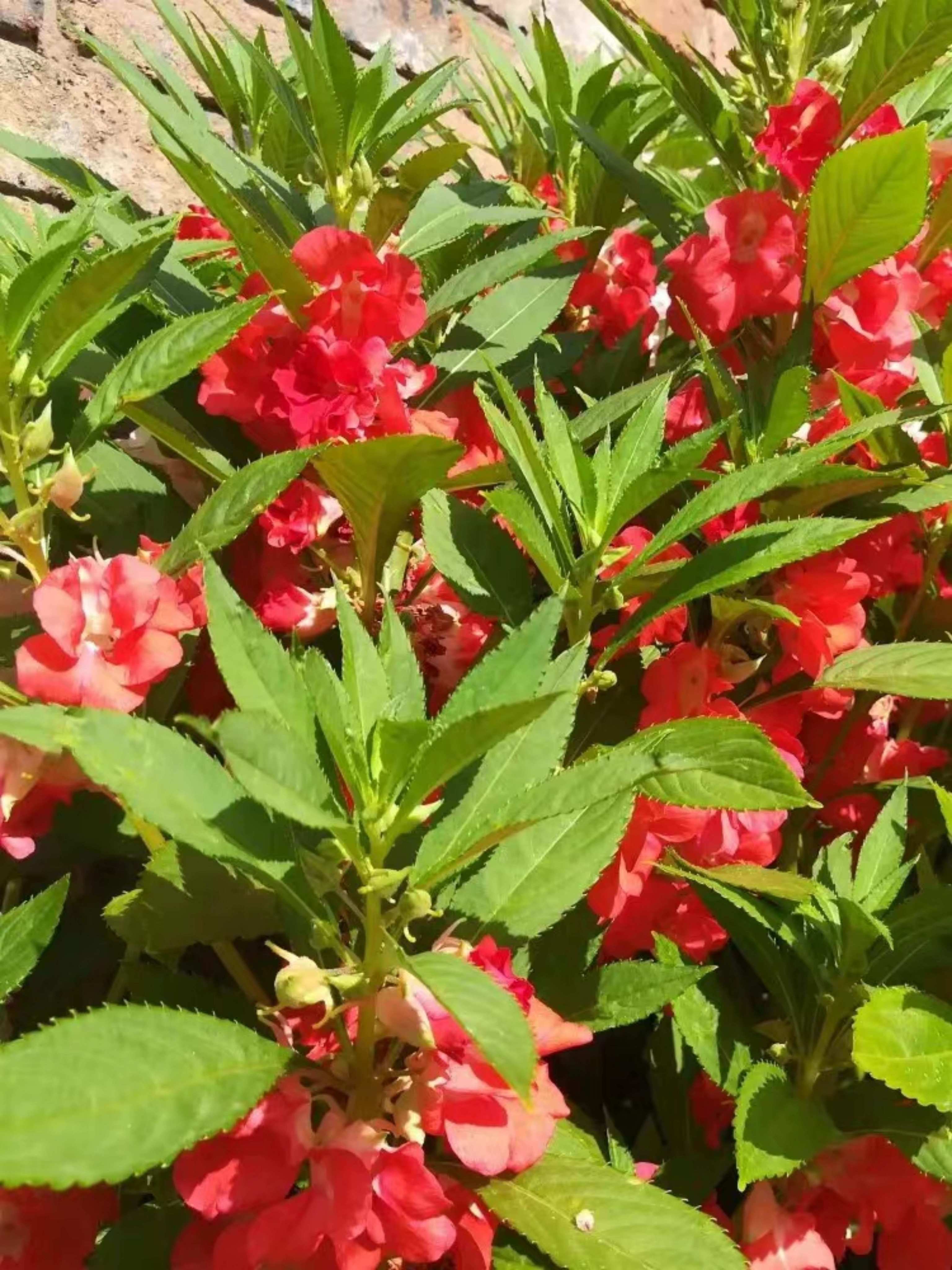 🌺10 Biji Benih🌺Mix Colour Bunga Keembong 七彩凤仙花种子 | Shopee Malaysia