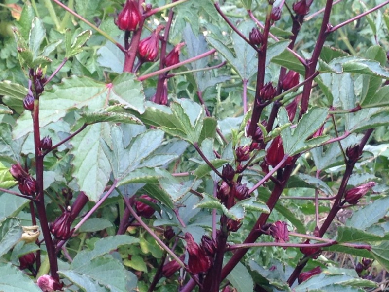 (GG real plant) roselle ^ anak pokok buah rozel live outdoor house ...