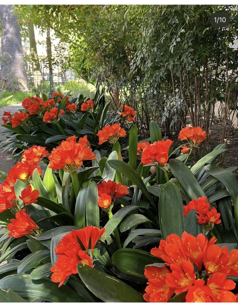 (GG real plant) clivia miniata ^ kaffir lily bush lily natal lily pokok ...