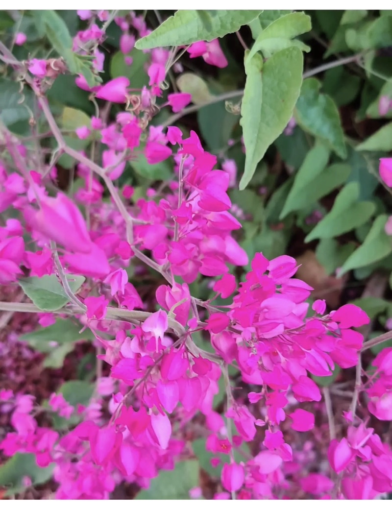 (GG real plant) antigonon ^ anak pokok air mata pengantin bride ...