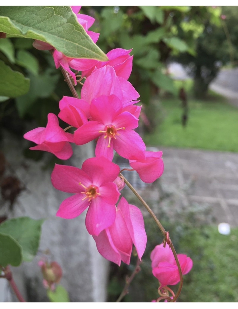 (GG real plant) antigonon ^ anak pokok air mata pengantin bride ...