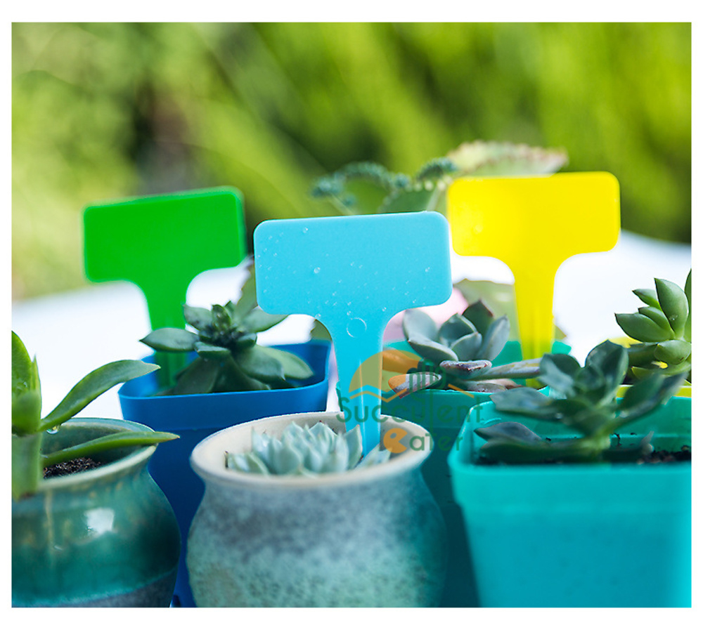 Plant Label Tag 6x10cm Garden Plant Flower Label Tag Nursery Thick T ...