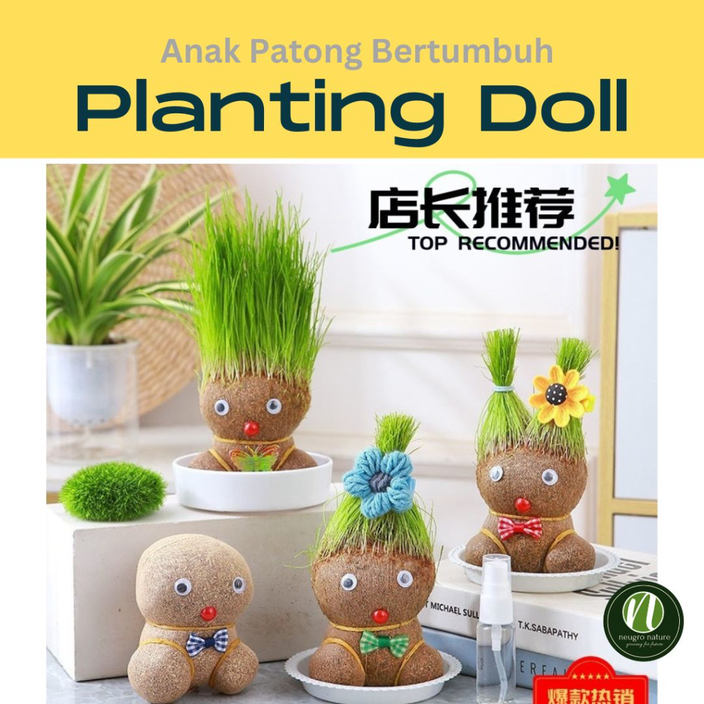 Grass Head Growing Planting / Office Indoor Plant / 室内植物 | Shopee Malaysia