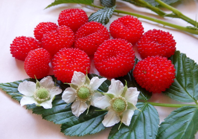 Anak Pokok Raspberry Atherton - Rubus Probus | Shopee Malaysia