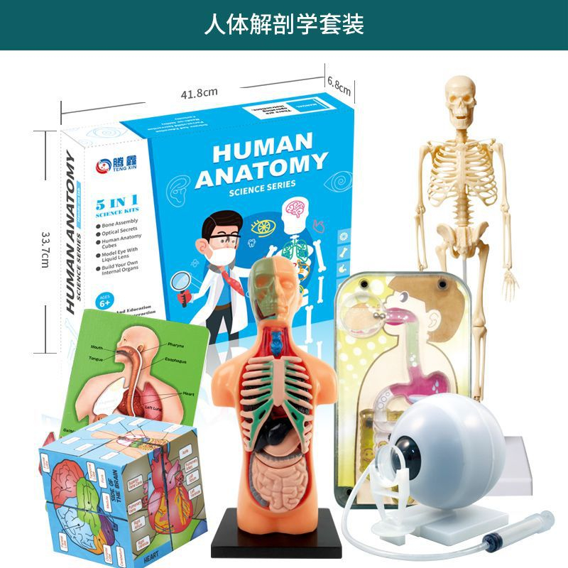 DIY 5 in 1 Human Body Anatomy Skeleton Organs Assembly STEM STEAM ...