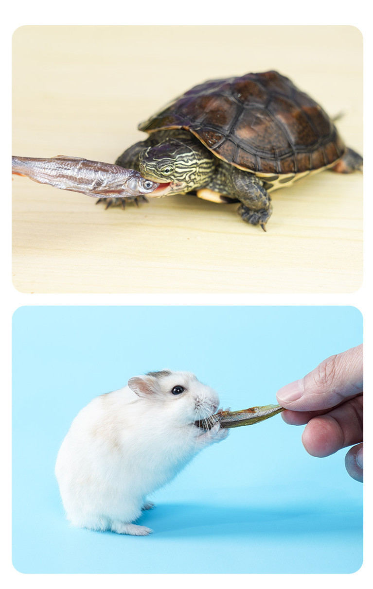 Jonsanty Godzilla Dried Natural Freshwater Fish Cat Dog Hamster Reptile ...