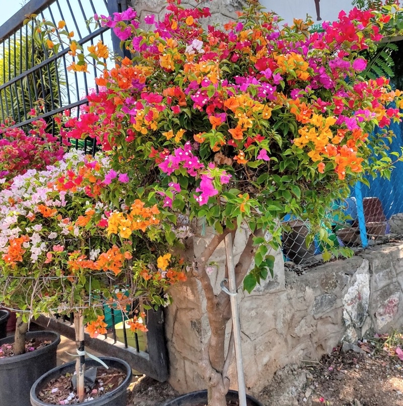 (GG real plant) bunga kertas ^ bougainvillea pokok hidup hiasan luar ...