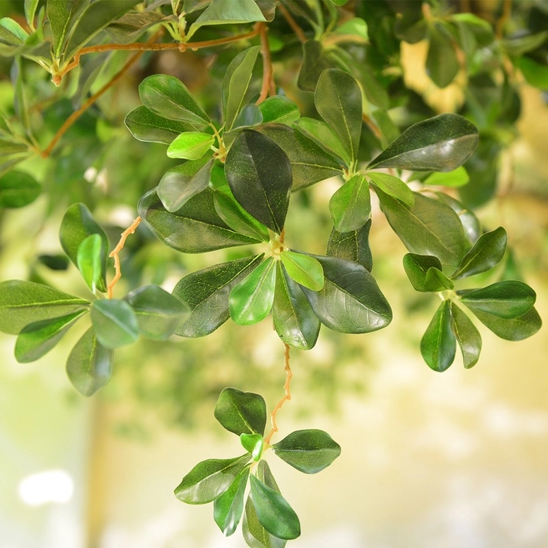 (GG real plant) bucida hijau ^ monineti busida live outdoor plant tree ...