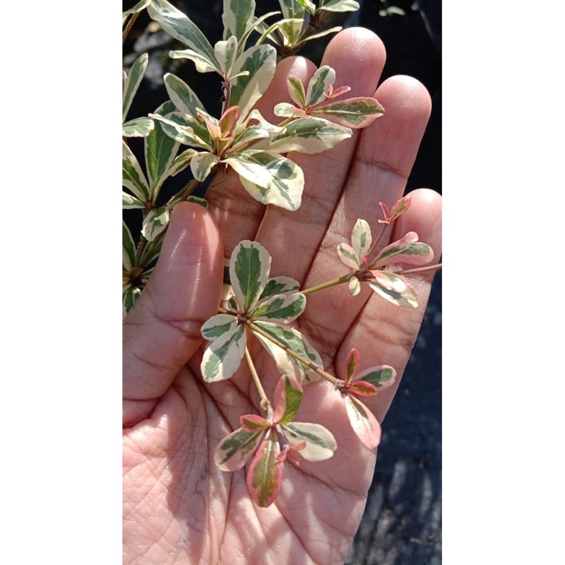 (GG real plant) busida batik ^ pokok doa bucida putih pokok tadah ...