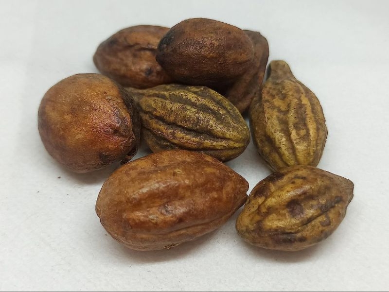 Kadukkai/Haritaki/Inknut/Buah Kaduka/கடுக்காய் (50 g) | Shopee Malaysia
