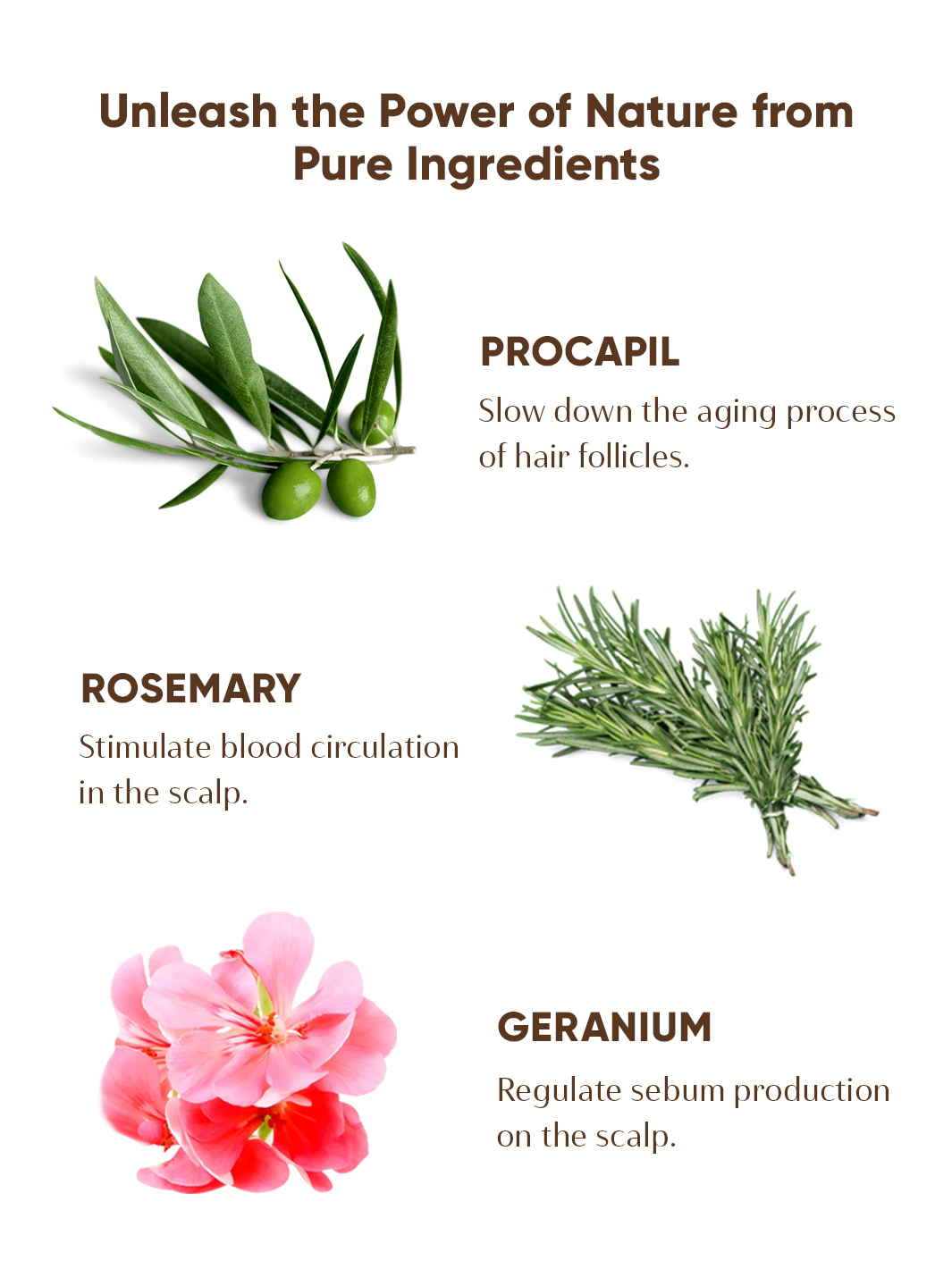 The Olive Tree Hair Growth Boost Set For Hair Growth /Anti Hair Fall ...
