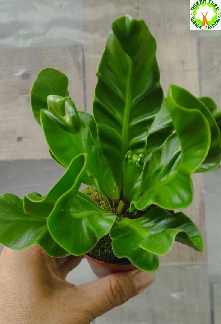 INDOOR PLANT-Asplenium varieties Crispy Wave火焰/ Antiquum 展叶/Crissie ...