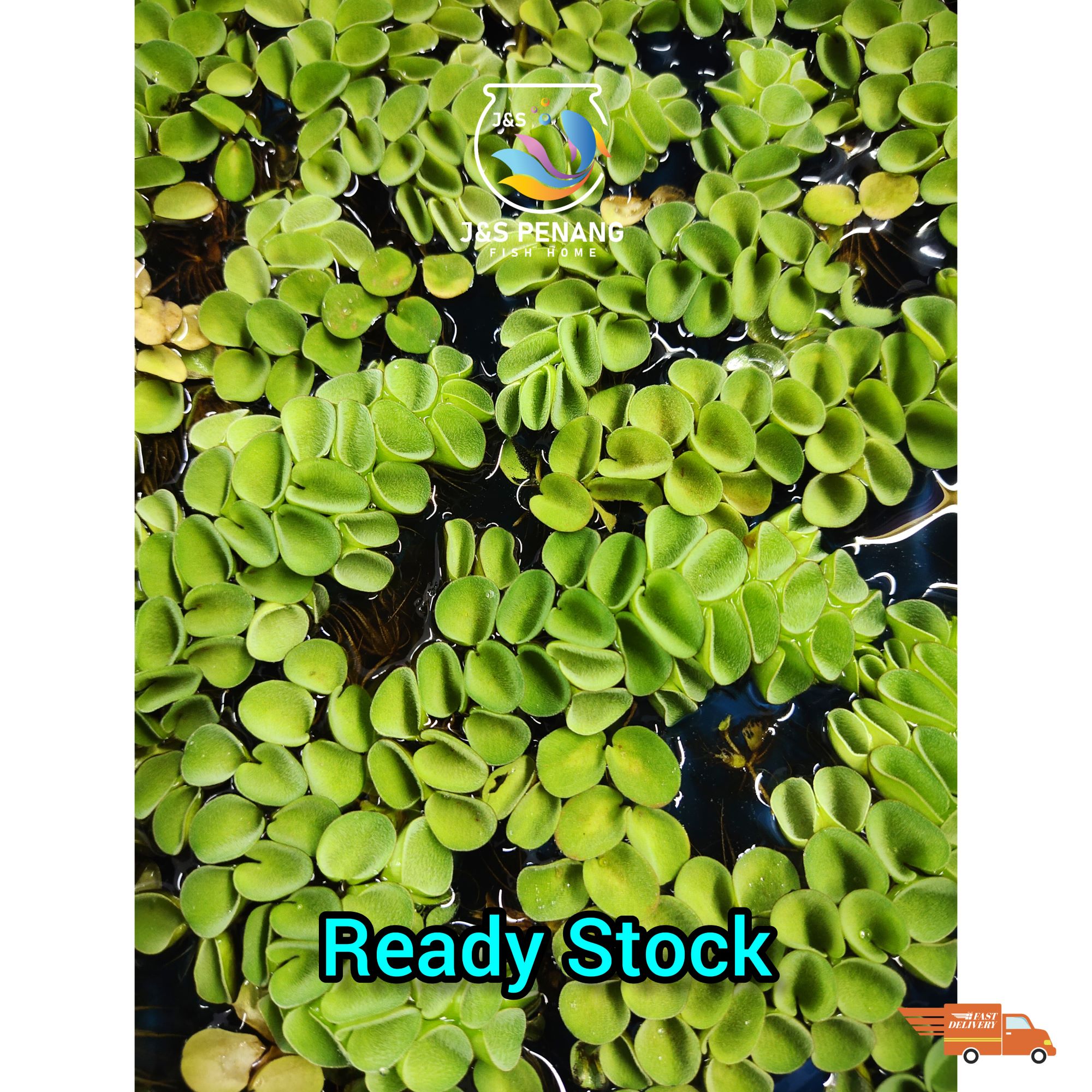 【Ready Stock】Floating Plant(Salvinia Cucullata/Ear-shaped Asian Moss ...