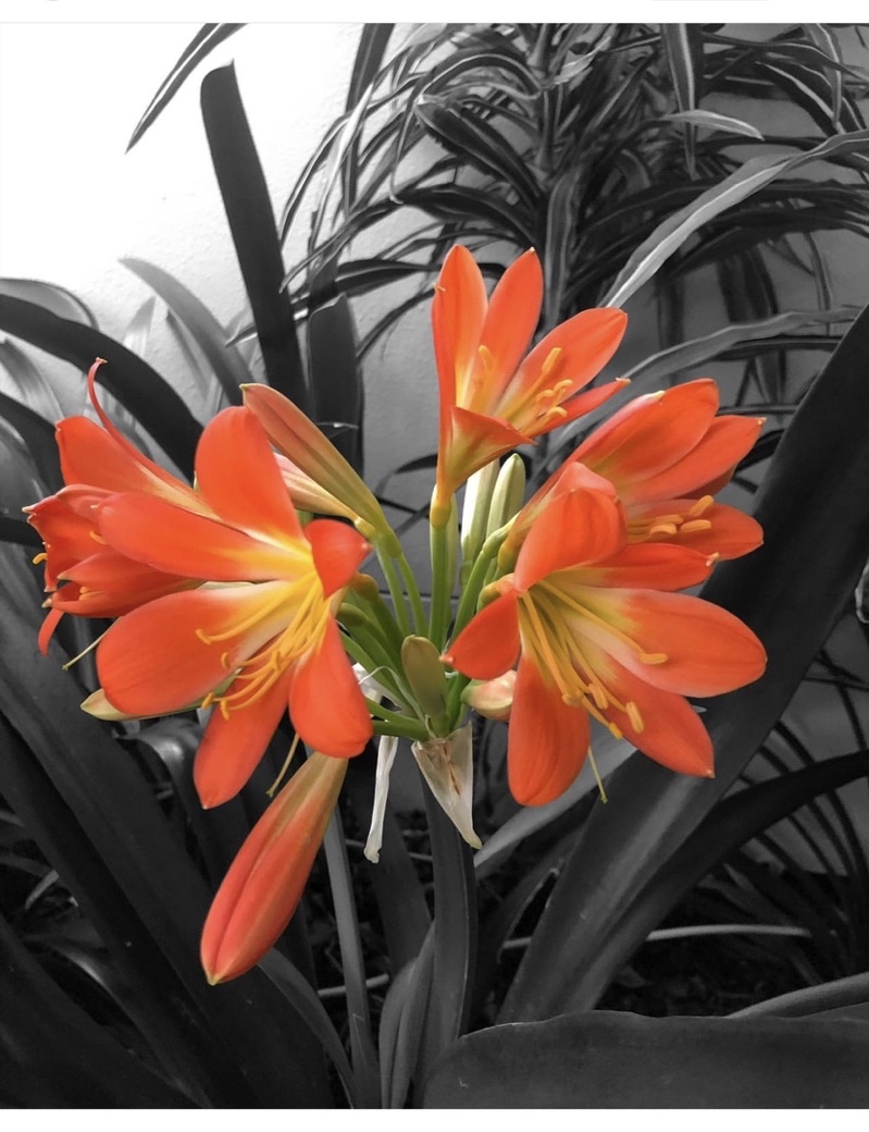 (GG real plant) clivia miniata ^ kaffir lily bush lily natal lily pokok ...