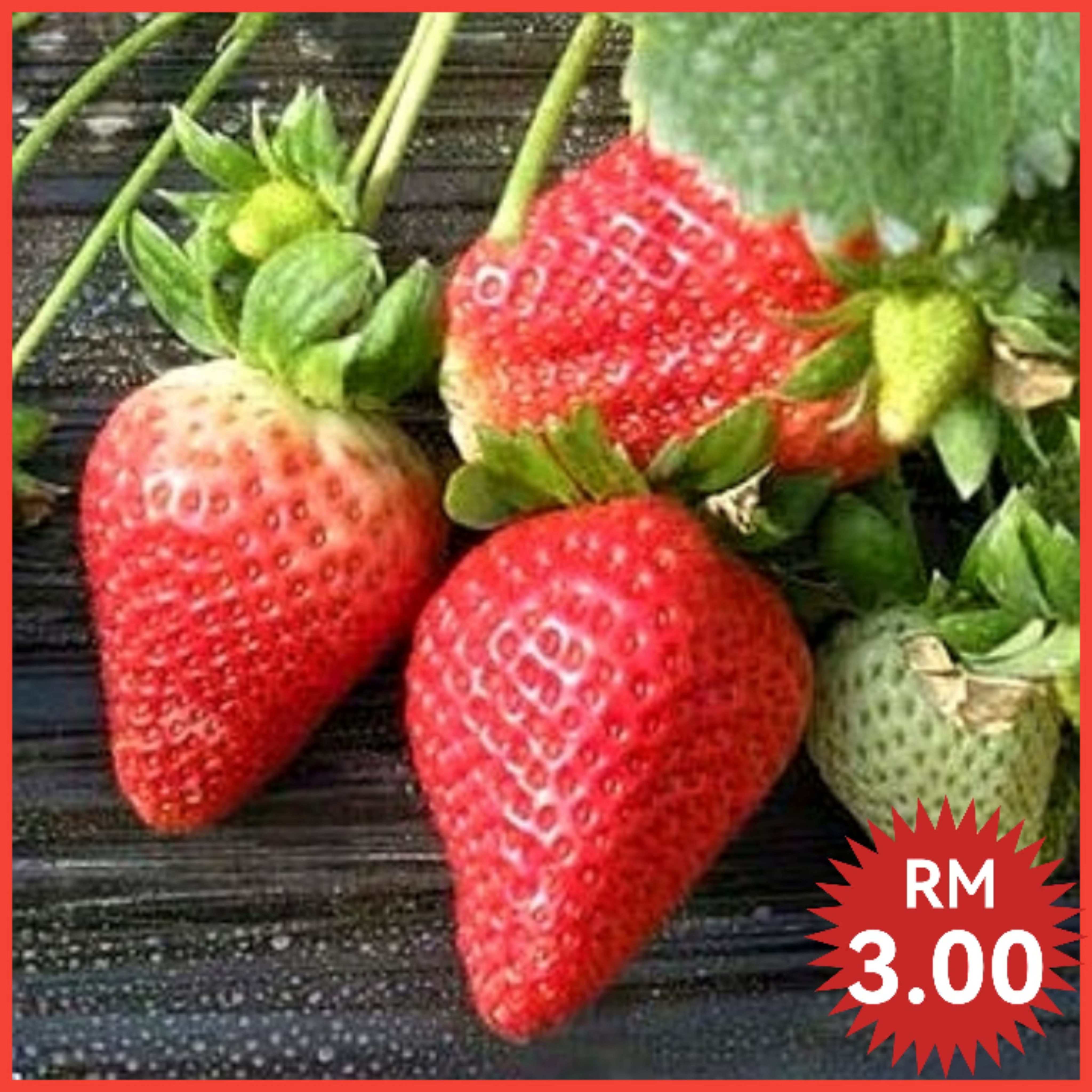Premium Red Strawberry Seeds for Home Gardeners | High Germination Rate ...