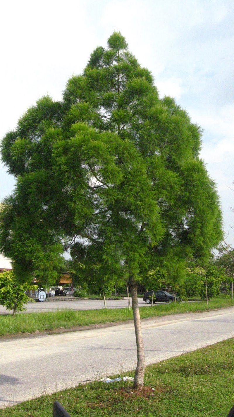 (GG real plant)casuarina nobilis ^ rhu bukit gymnostoma pokok hidup ...