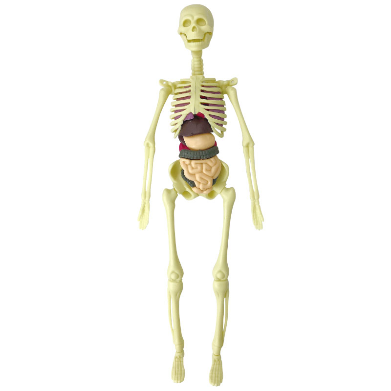 Human Body Anatomy Skeleton & Organ DIY Assembly STEM STEAM Science ...