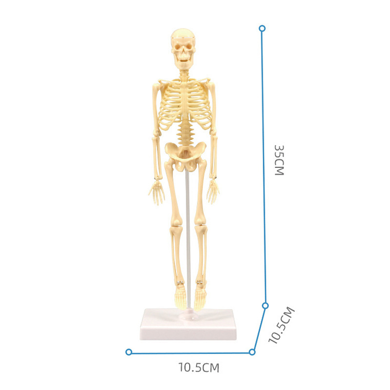 DIY 5 in 1 Human Body Anatomy Skeleton Organs Assembly STEM STEAM ...