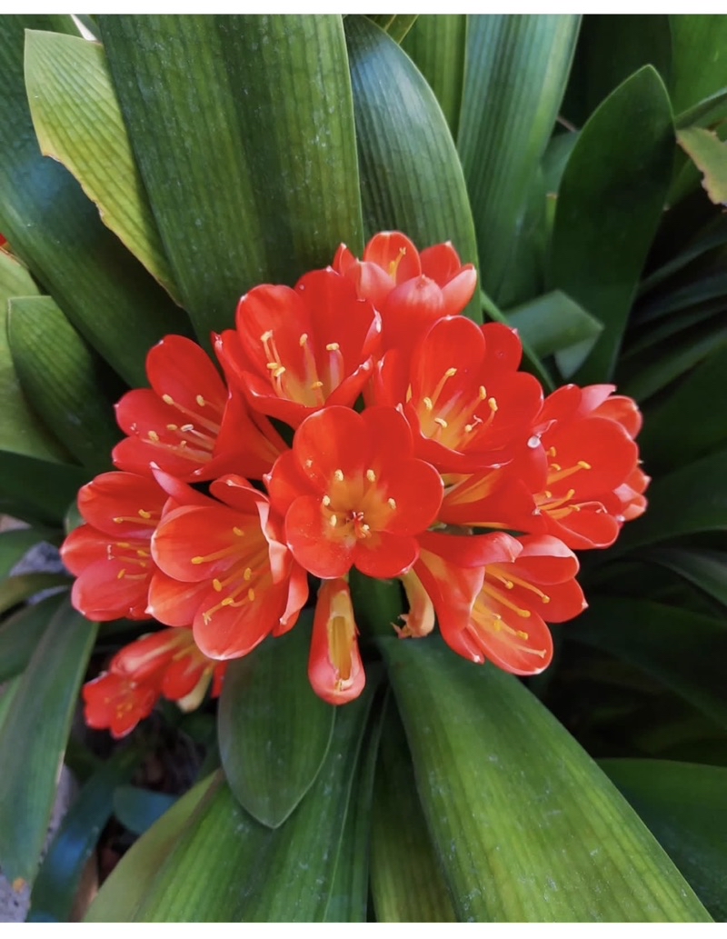 (GG real plant) clivia miniata ^ kaffir lily bush lily natal lily pokok ...