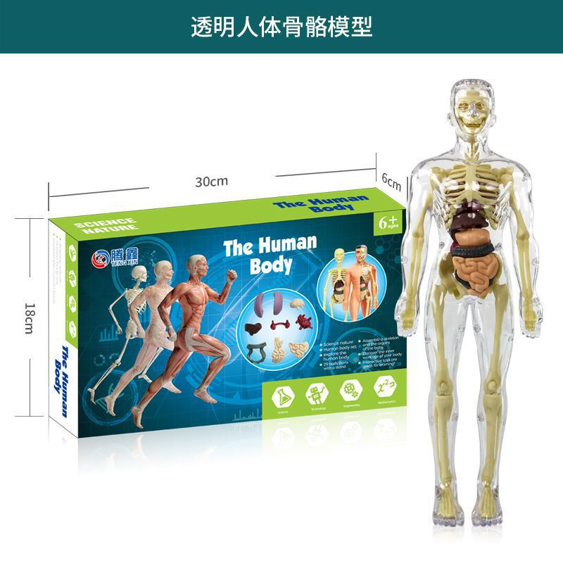 Human Body Anatomy Skeleton & Organ DIY Assembly STEM STEAM Science ...