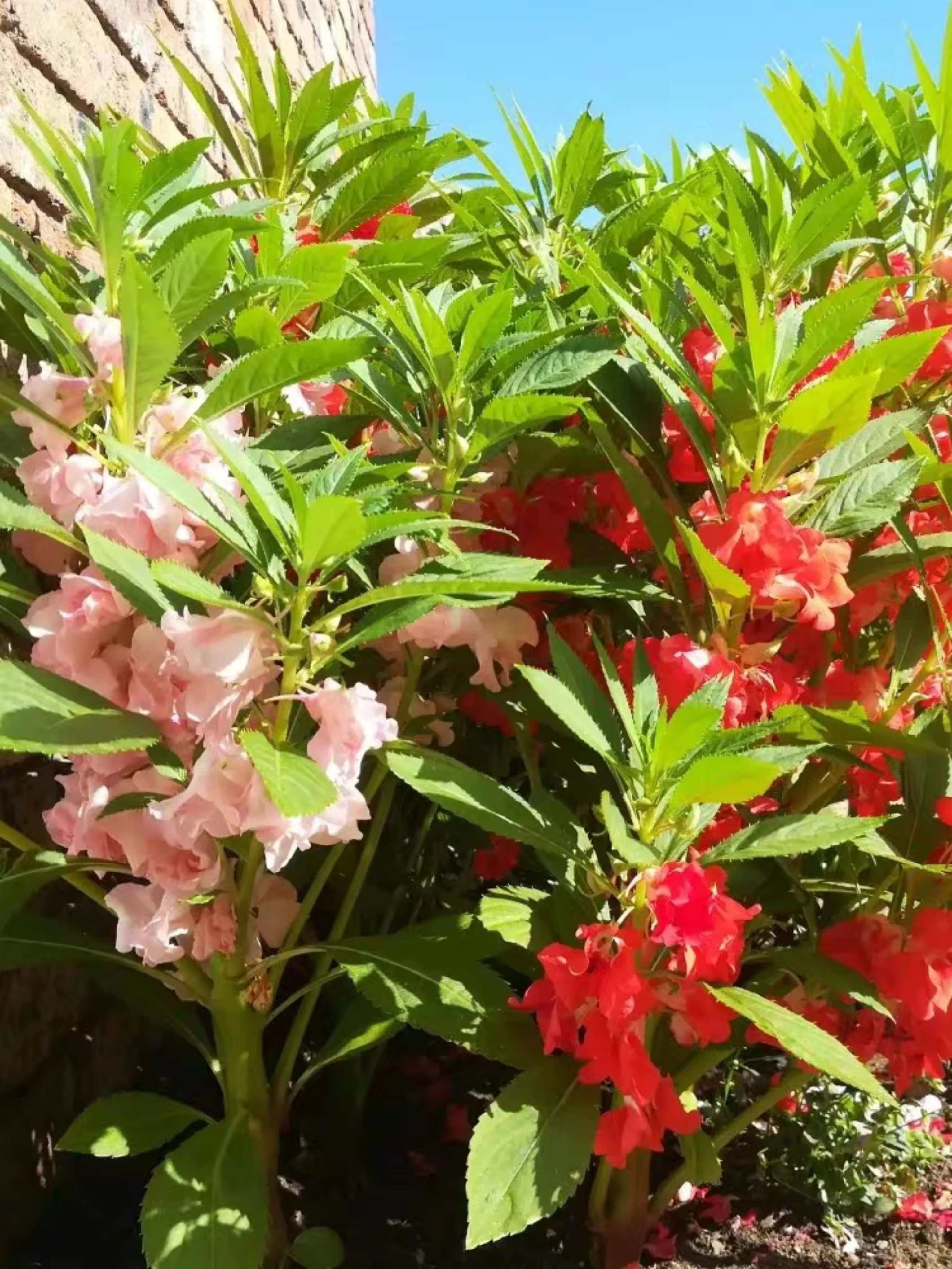 🌺10 Biji Benih🌺Mix Colour Bunga Keembong 七彩凤仙花种子 | Shopee Malaysia