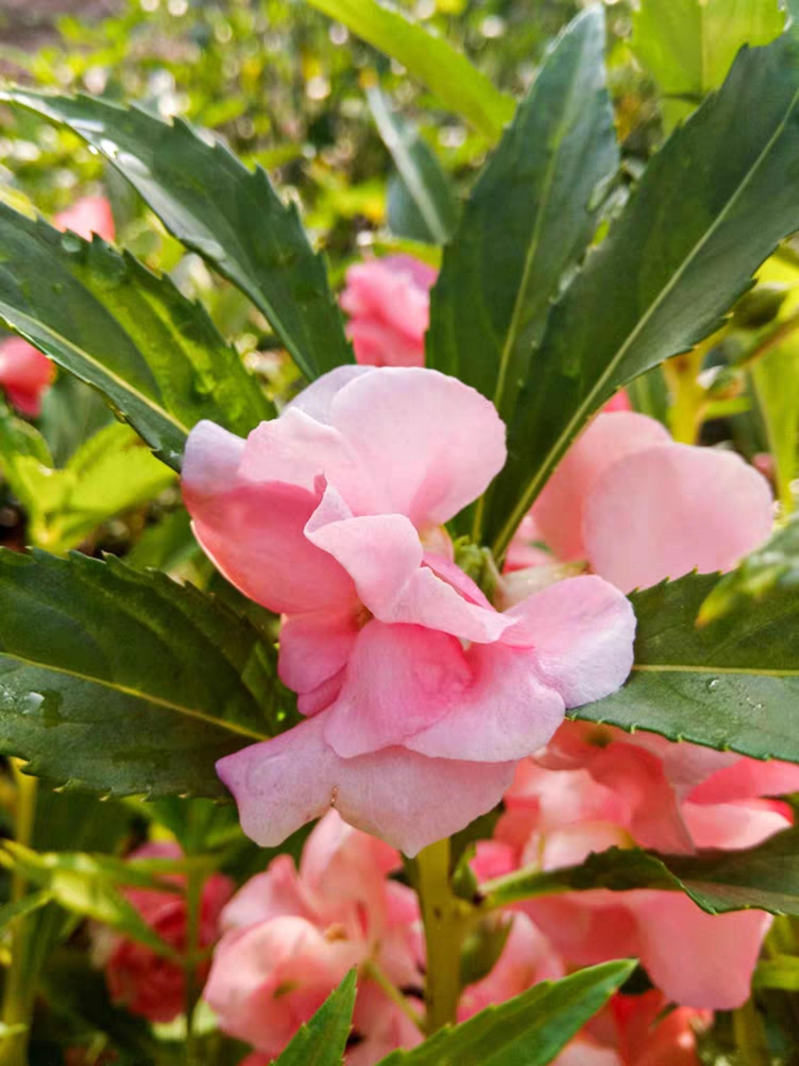 🌺10 Biji Benih🌺Mix Colour Bunga Keembong 七彩凤仙花种子 | Shopee Malaysia