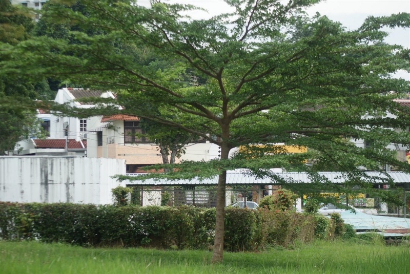 (GG real plant) bucida hijau ^ monineti busida live outdoor plant tree ...