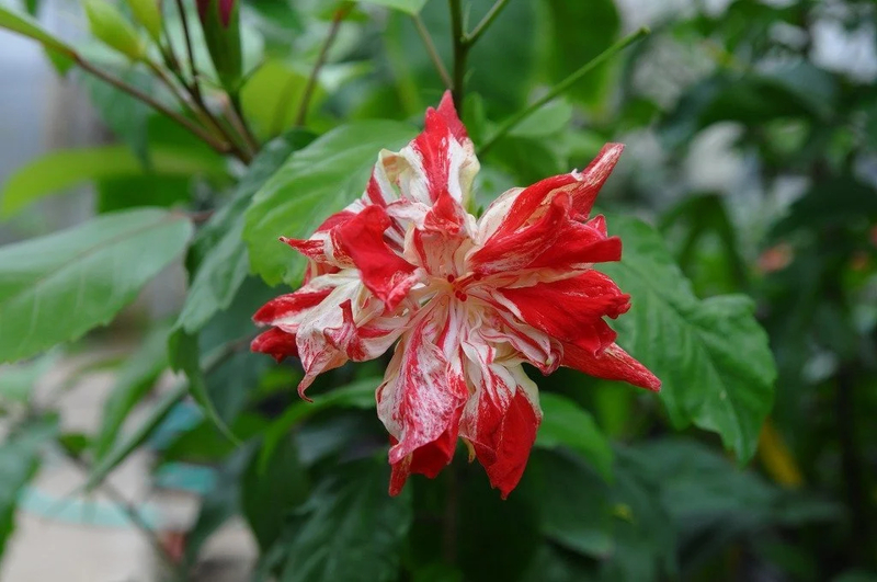 Anak Pokok Bunga Raya Baptistii (Hibiscus Rosa Sinensis Baptistii ...
