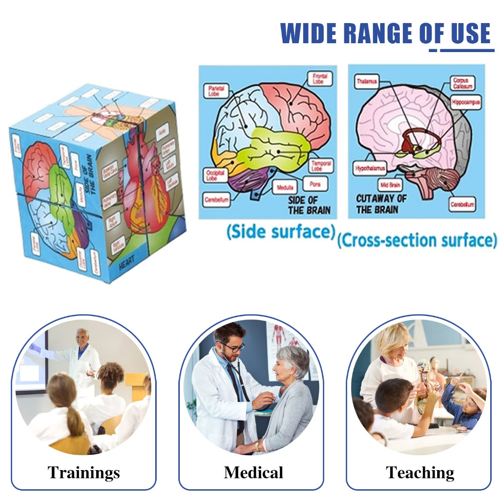 DIY 5 in 1 Human Body Anatomy Skeleton Organs Assembly STEM STEAM ...