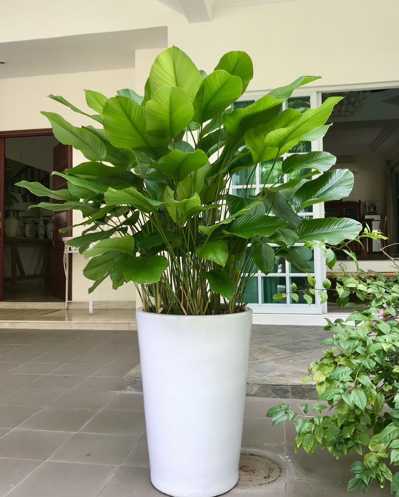 (GG real plant) Thaumatococcus daniellii ^ pokok hidup hiasan rumah ...
