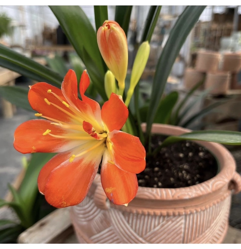 (GG real plant) clivia miniata ^ kaffir lily bush lily natal lily pokok ...