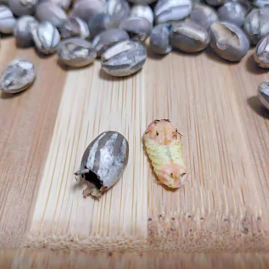 Sugar Glider Tank Bug 蜜袋鼯坦克虫 | Shopee Malaysia