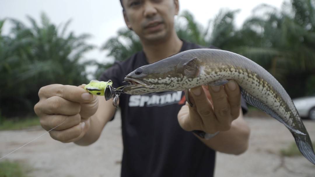 EXP RUMBA Frog Soft Rubber Frog Expert For Snakehead Hunter Haruan ...