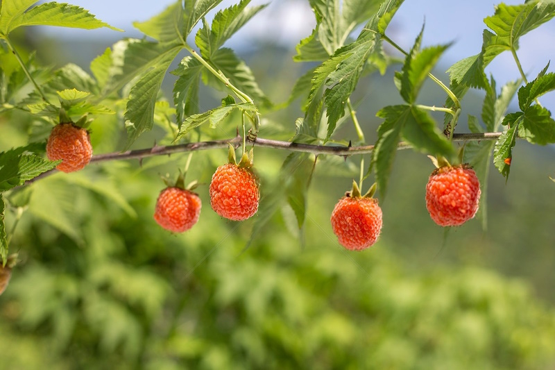 Anak Pokok Palmleaf Raspberry (Rubus Chingii Hu) | Shopee Malaysia