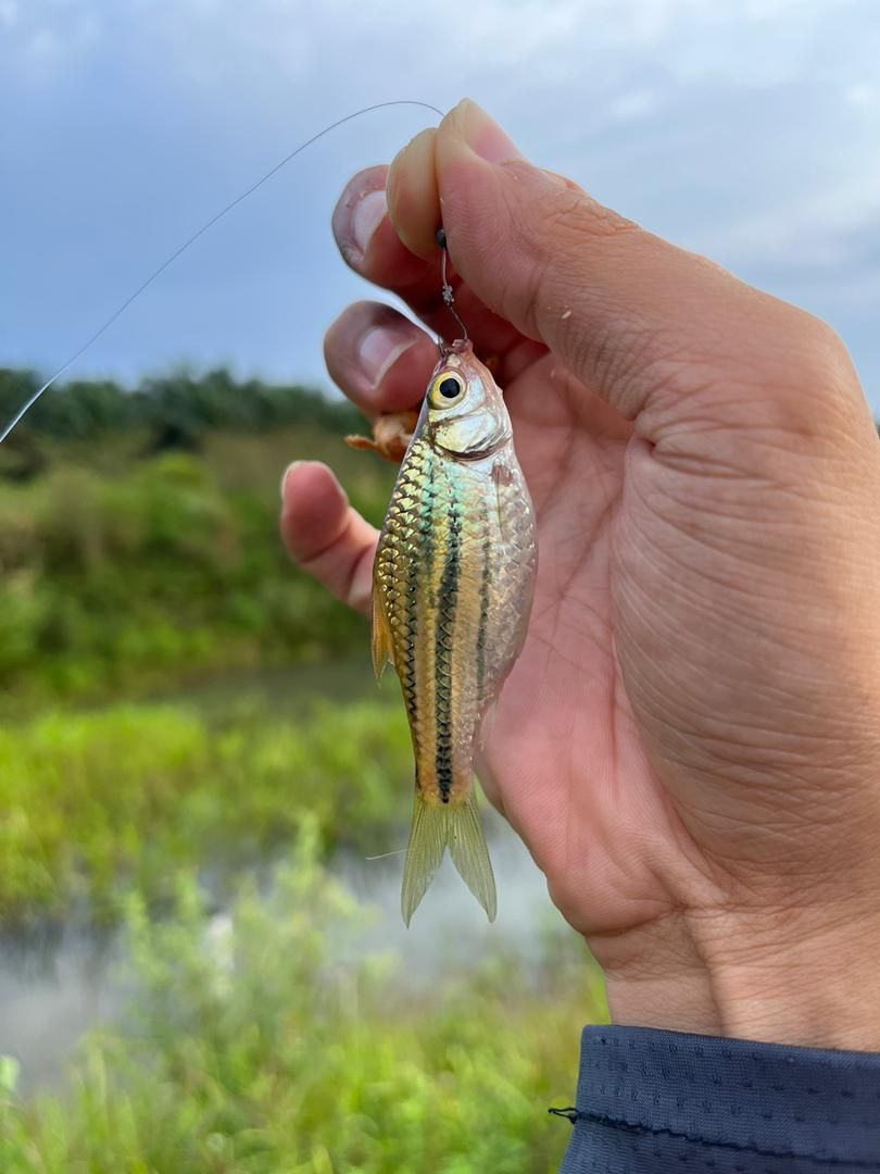 Tanago Micro Fishing Hook ISEAMA (Mata Kail) | Shopee Malaysia