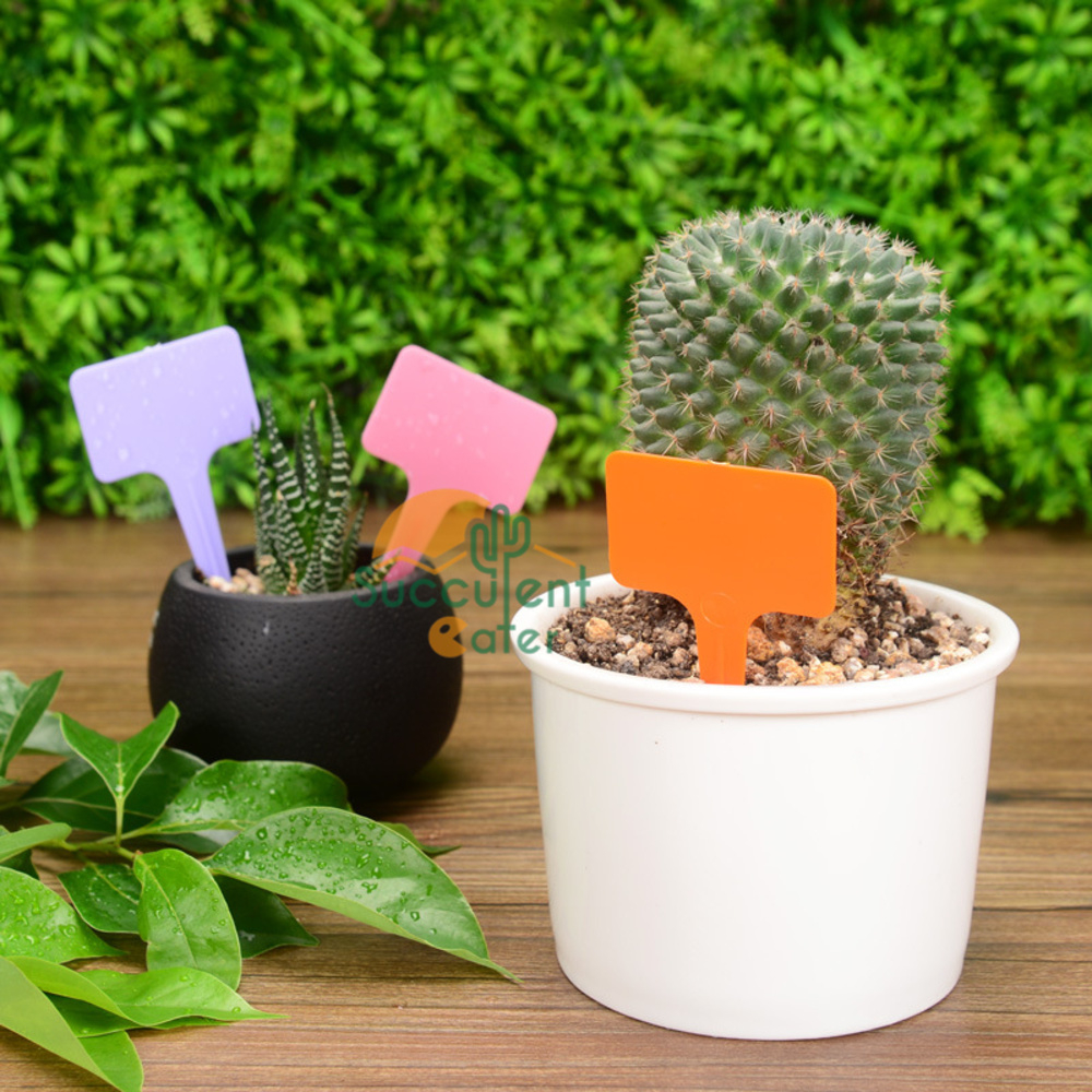 Plant Label Tag 6x10cm Garden Plant Flower Label Tag Nursery Thick T ...