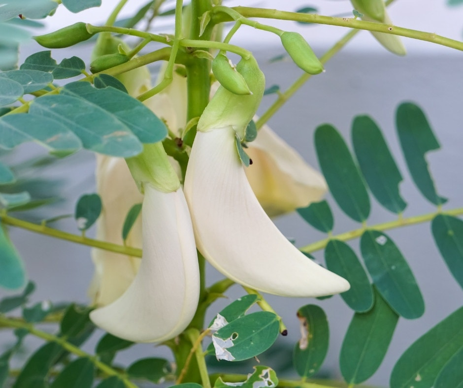 25 -50 BIJI BENIH BUNGA TURI - PUTIH DAN KUNING | Shopee Malaysia