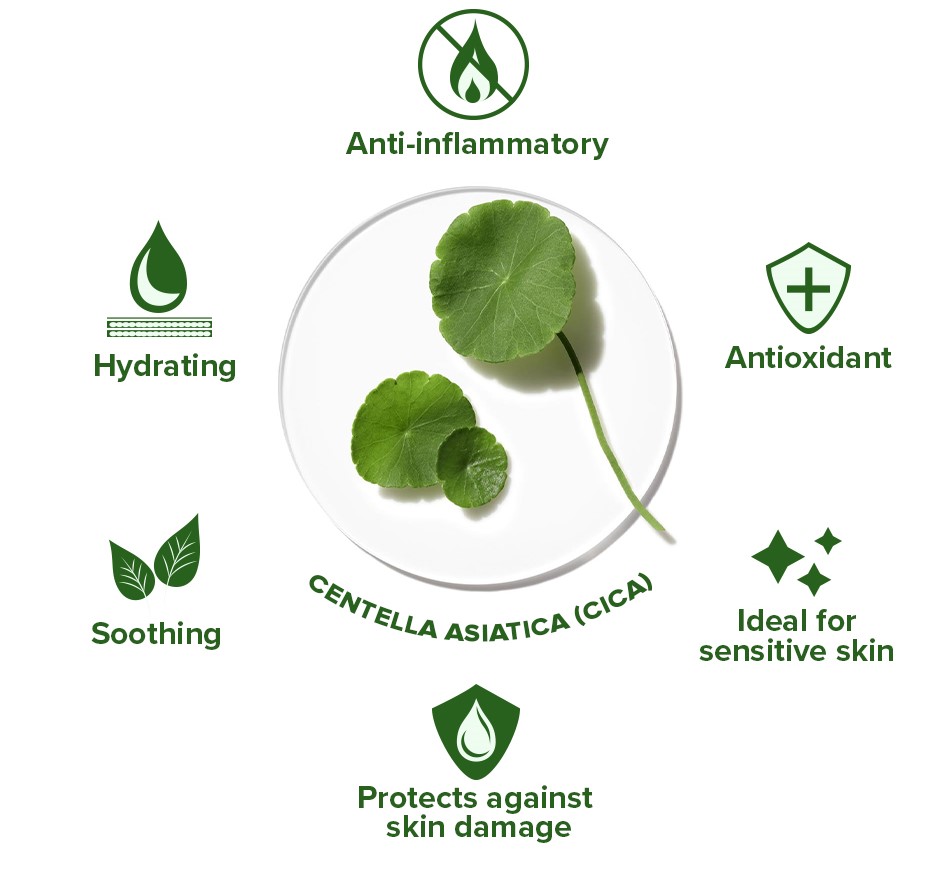 Centella asiatica herb cold processed soap / centella asiatica body ...