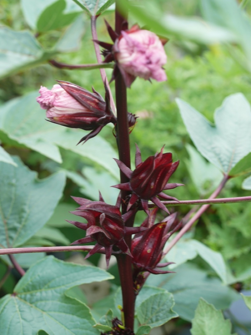 (GG real plant) roselle ^ anak pokok buah rozel live outdoor house ...