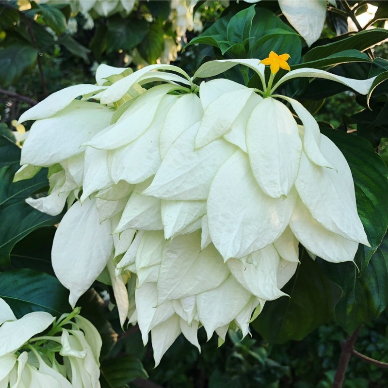 (GG real plant)mussaenda ^ bunga janda kaya putih mussaenda dona pokok ...