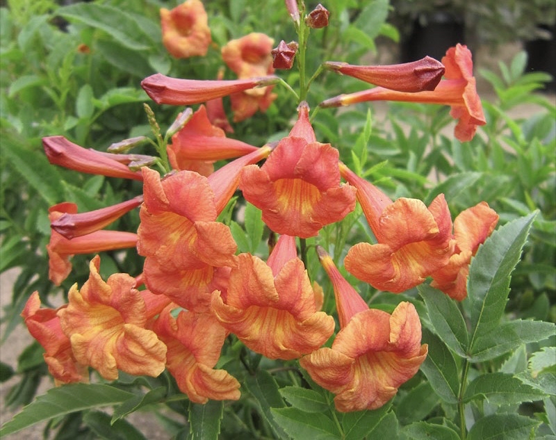 (GG real plant) cyananthus flavus bunga kuning ^ tecoma stans orange ...
