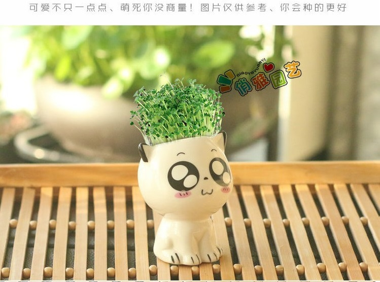 猫咪长草娃娃 Cat Grass Head Toy Planting for Children 儿童礼物 Grass Head Doll ...