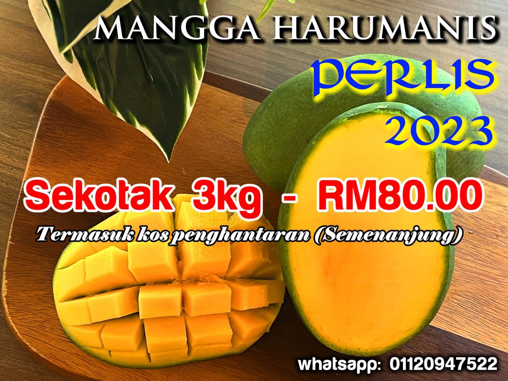 Buah Mangga Harumanis Perlis Musim 2023 Termasuk Kos Pos | Shopee Malaysia